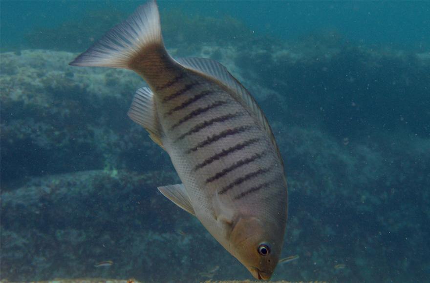 Gearing up for luderick or blackfish - Catching Luderick / Blackfish ...