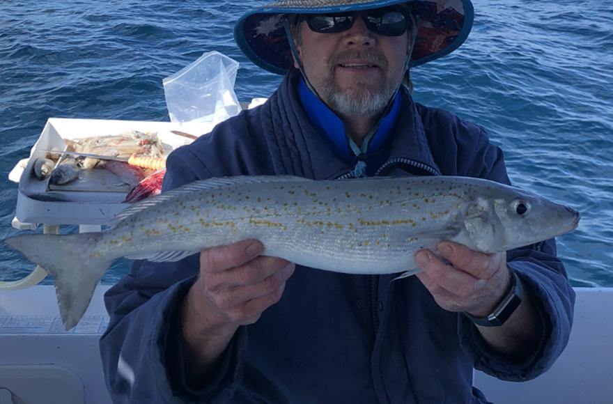King George whiting secrets - Fishing for King George Whiting - Addict ...