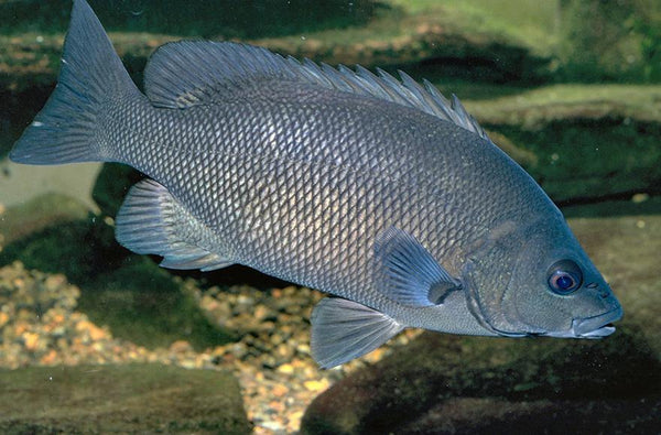 Searching for sooties - Fishing for Sooty Grunter - Addict Tackle