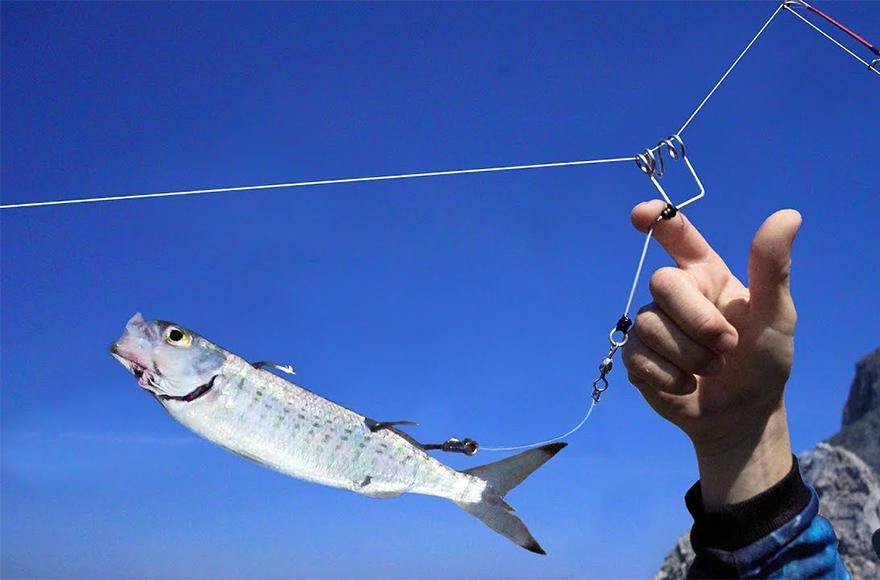 Slide baiting for beginners - How to slide bait - Addict Tackle