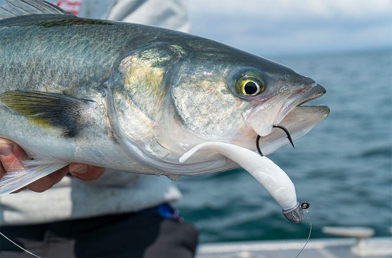 Western Australia salmon run - Catching Salmon in WA - Addict Tackle