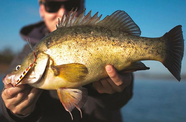 Yellowbelly basics - Fishing for Yellowbelly - Addict Tackle