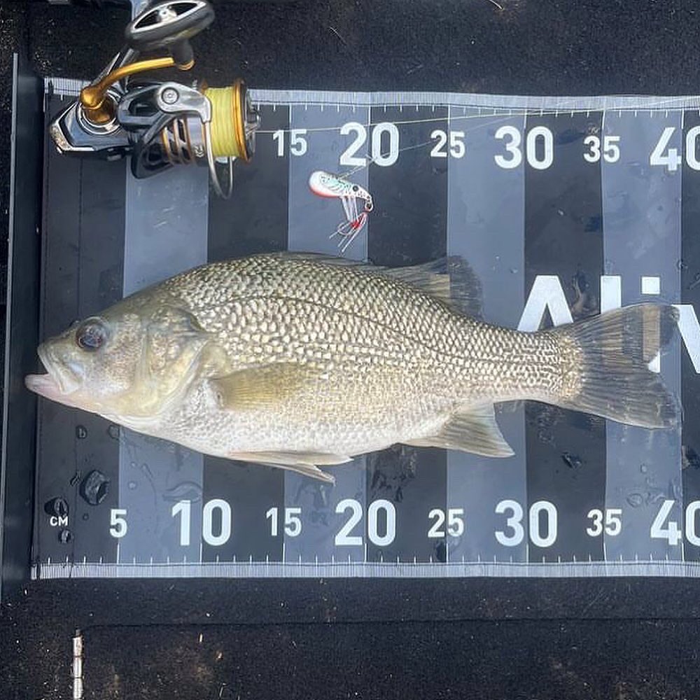 Loco Prawn - Addict Tackle